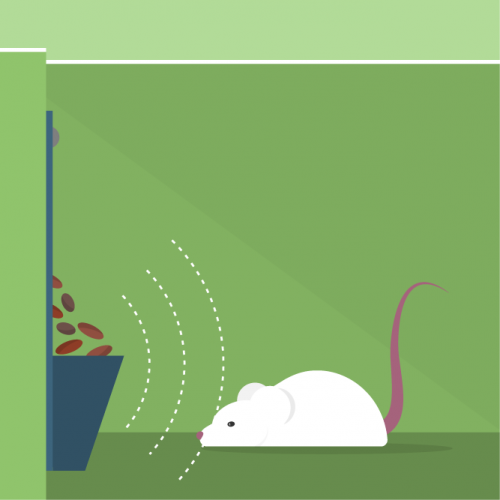 Custom - Maze Engineers