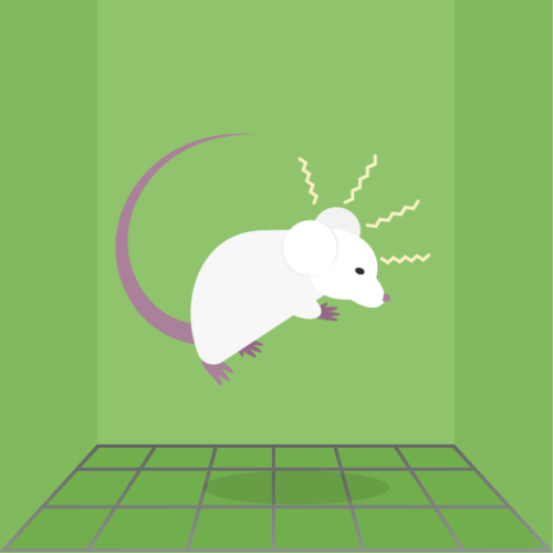 Custom - Maze Engineers