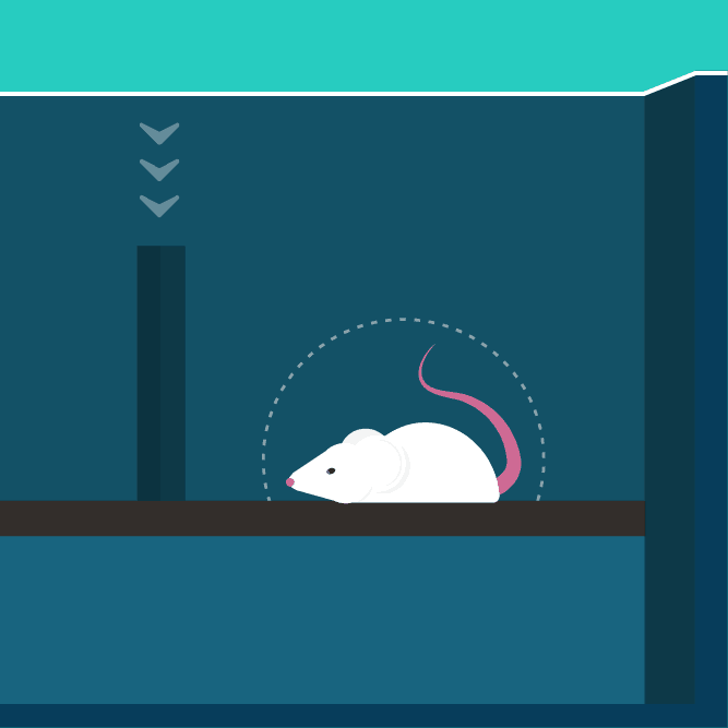 Custom - Maze Engineers