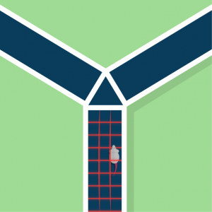 Automated Y Maze - Maze Engineers