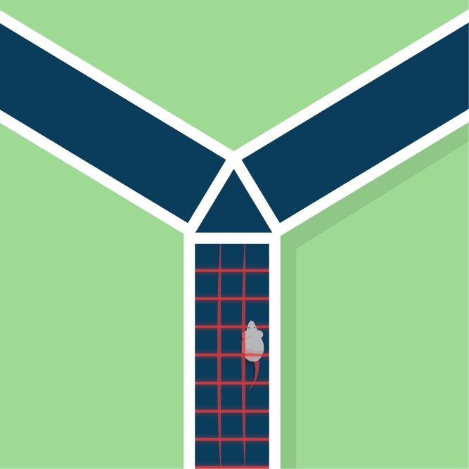 Automated Y Maze - Maze Engineers