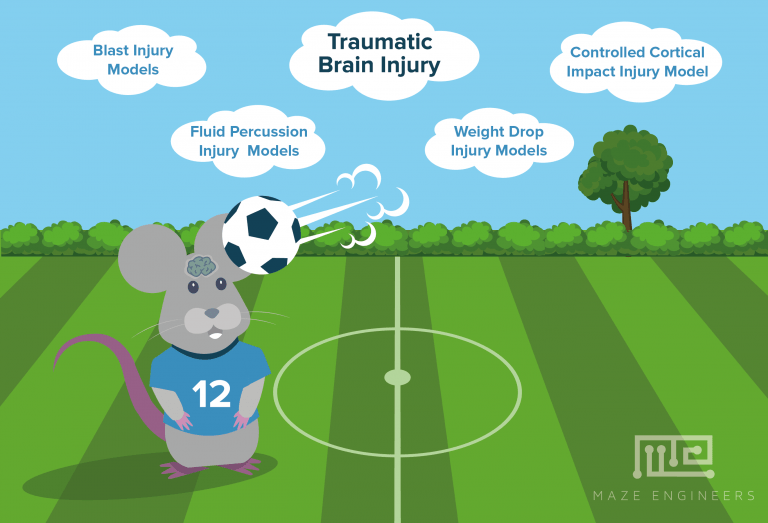 Animal Models of Traumatic Brain Injury | Maze Engineers