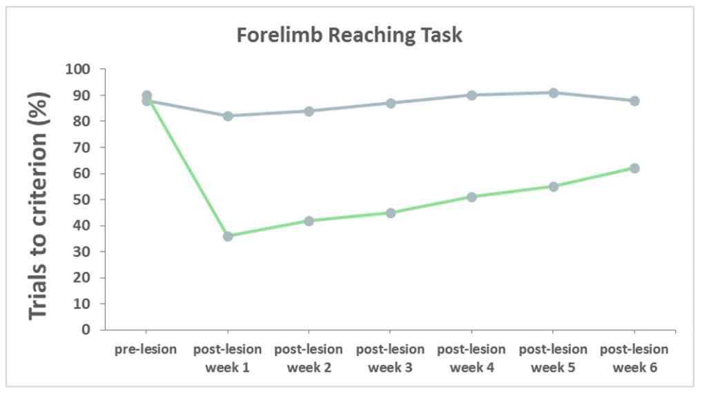 Skilled Forelimb Test - Maze Engineers