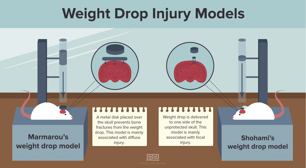 Animal Models of Traumatic Brain Injury | Maze Engineers