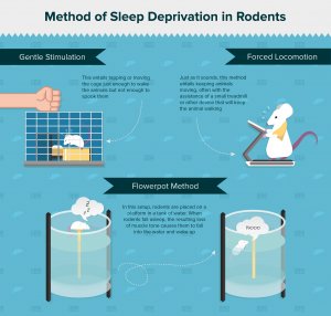 Sleep Models: Sleep Deprivation in Rodents - Maze Engineers.