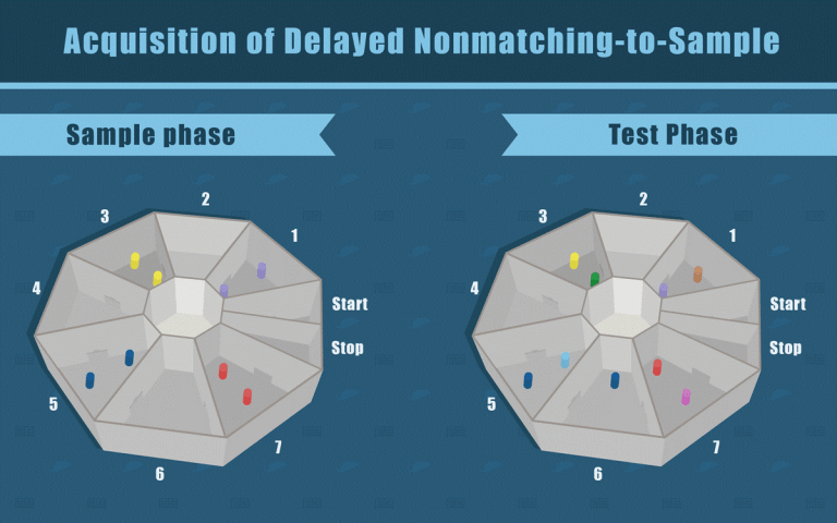 Novel Object Recognition Assay - Maze Engineers