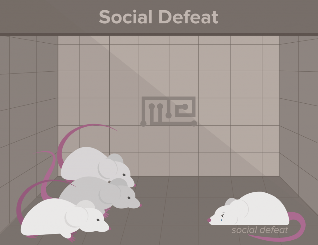 Social Hierarchy in Animals: Dominance Tests in Mice - Maze Engineers