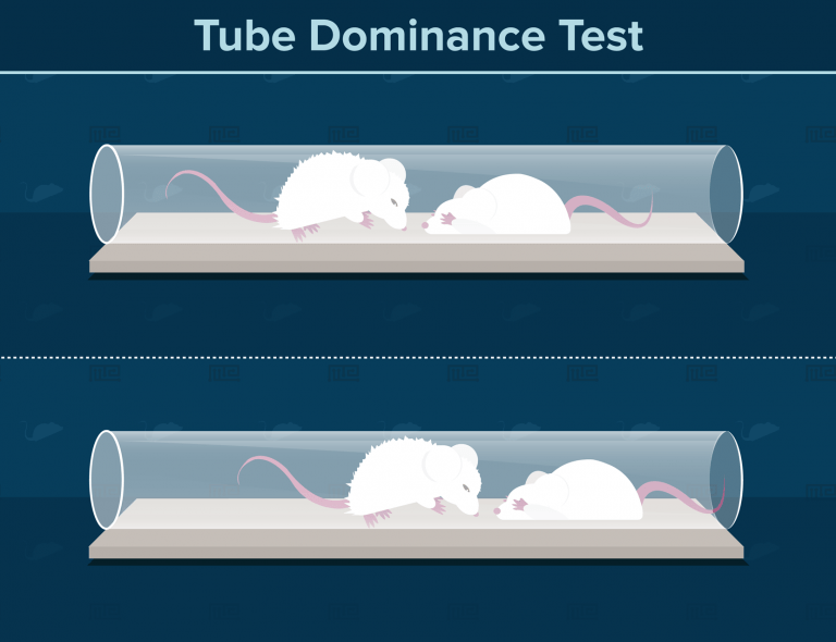 Social Interaction Tests in Mouse Models - Maze Engineers