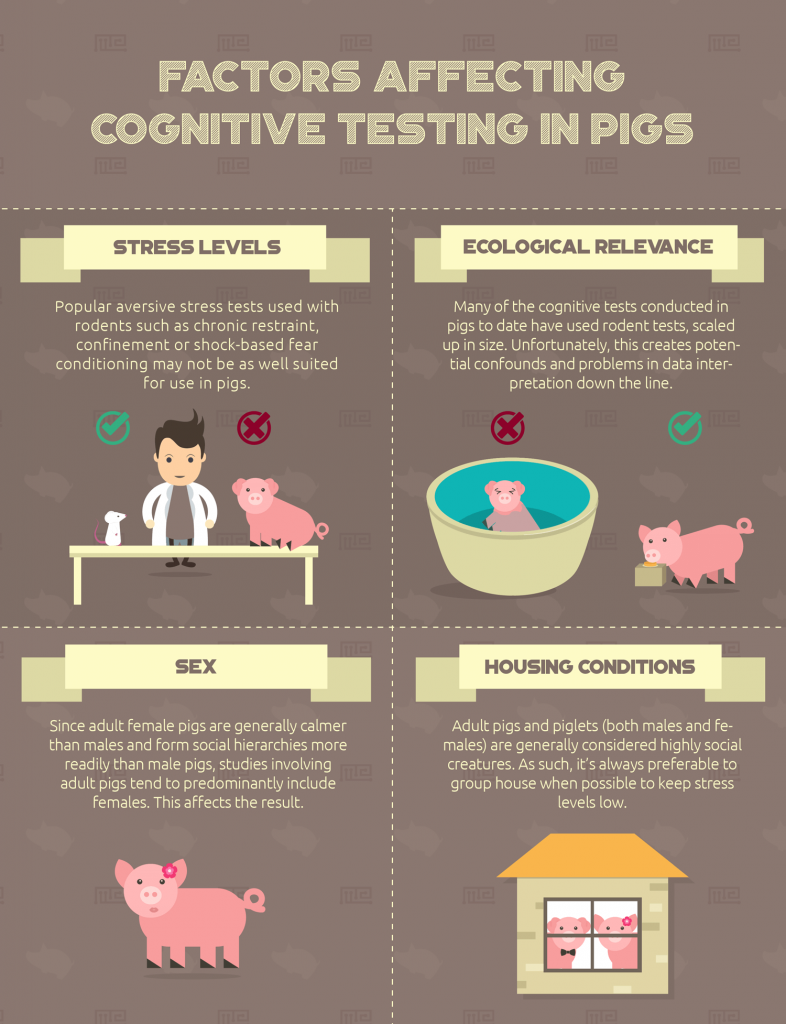 Cognitive Testing in Pigs | Maze Engineers