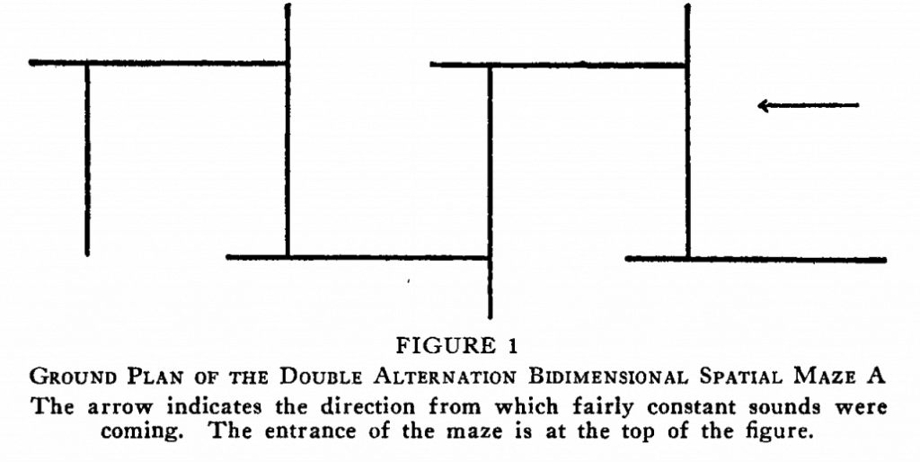 Double Alternation Spatial Maze - Maze Engineers
