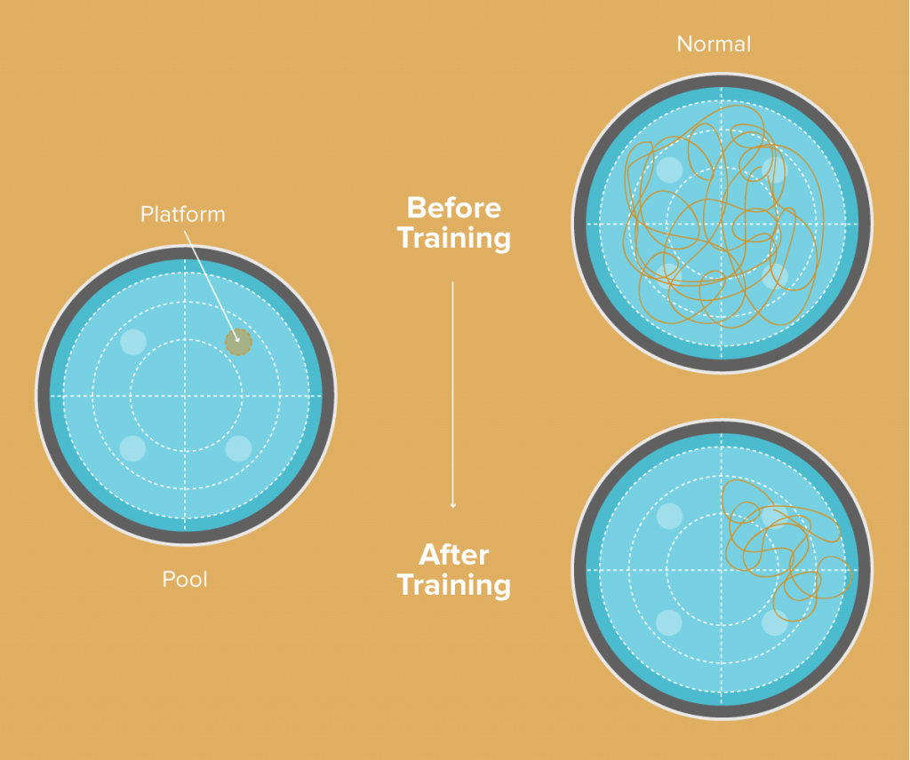 Virtual Morris Water Maze - Maze Engineers