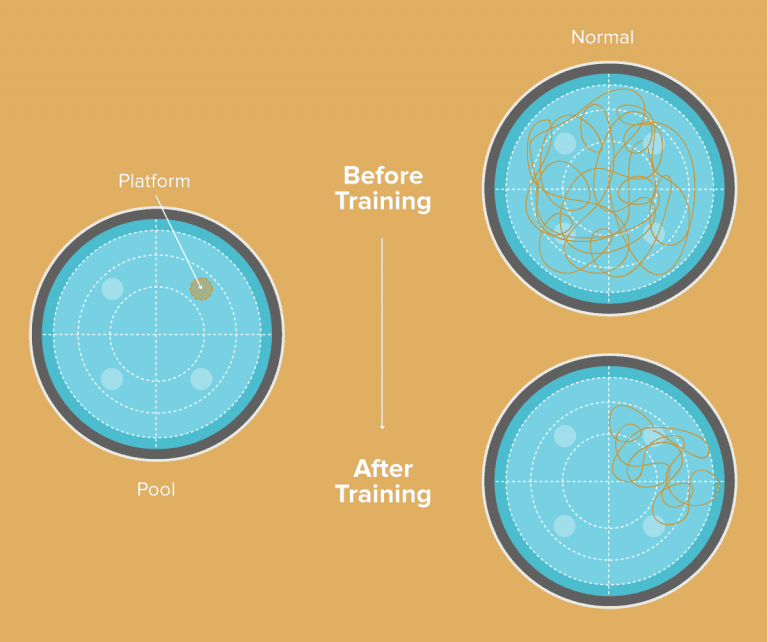 Virtual Morris Water Maze - Maze Engineers.