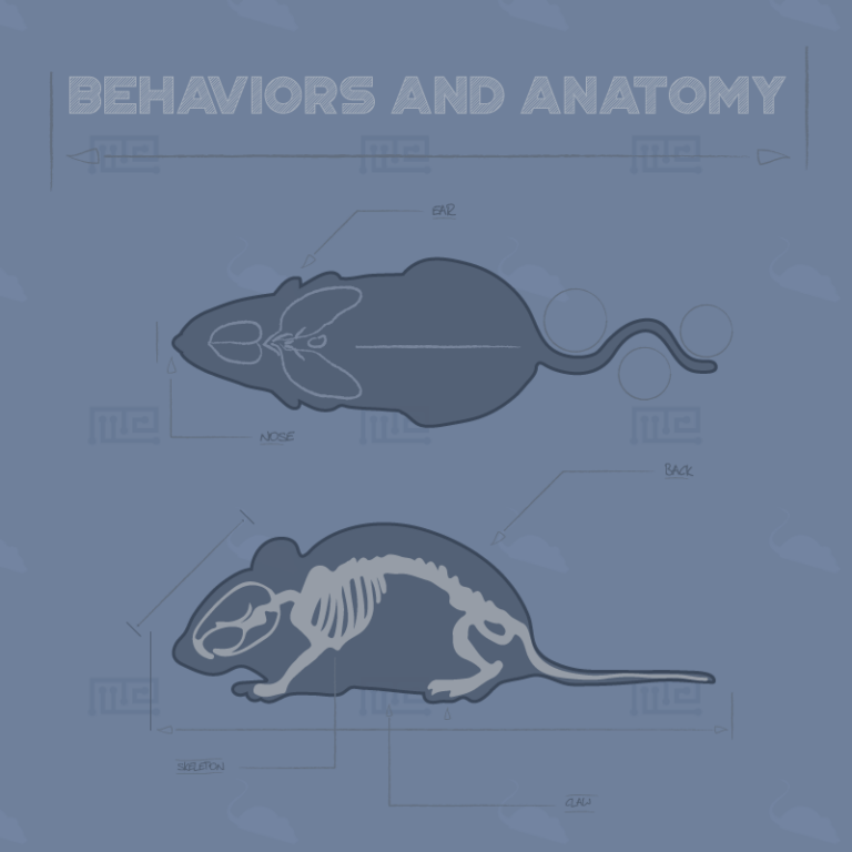 Anatomy and Behavior - Maze Engineers