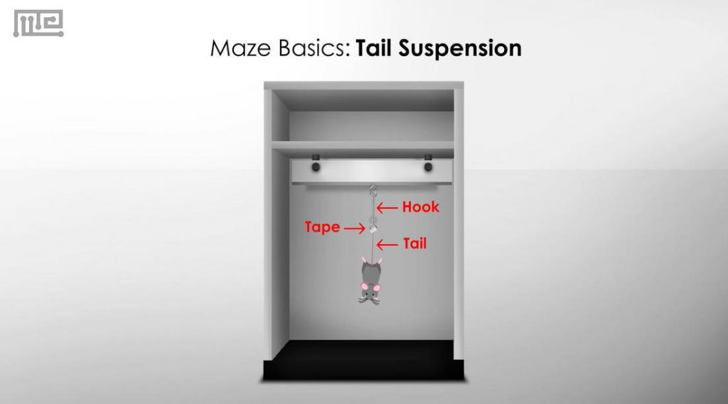 Tail Suspension Test - Maze Engineers