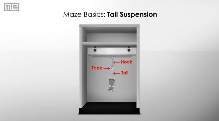 Tail Suspension Test Maze Engineers