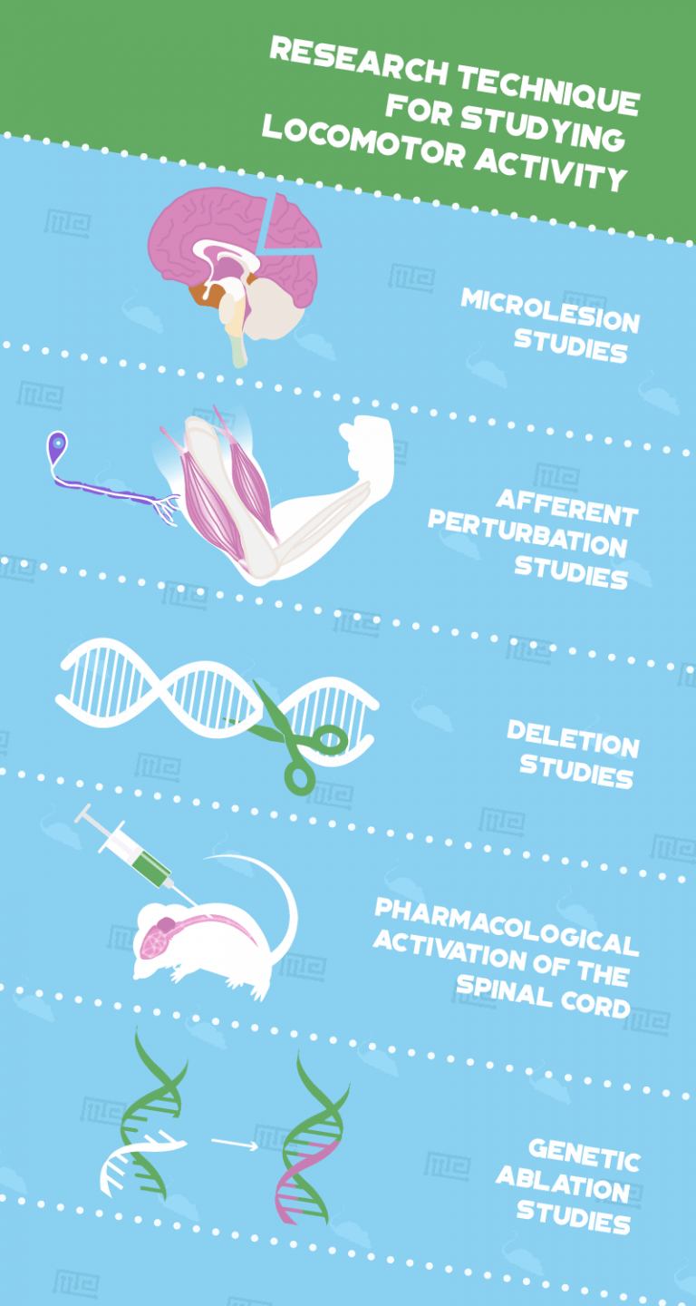 A General Overview of Locomotor Activity - Maze Engineers