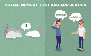 Social Interaction Tests in Mouse Models - Maze Engineers