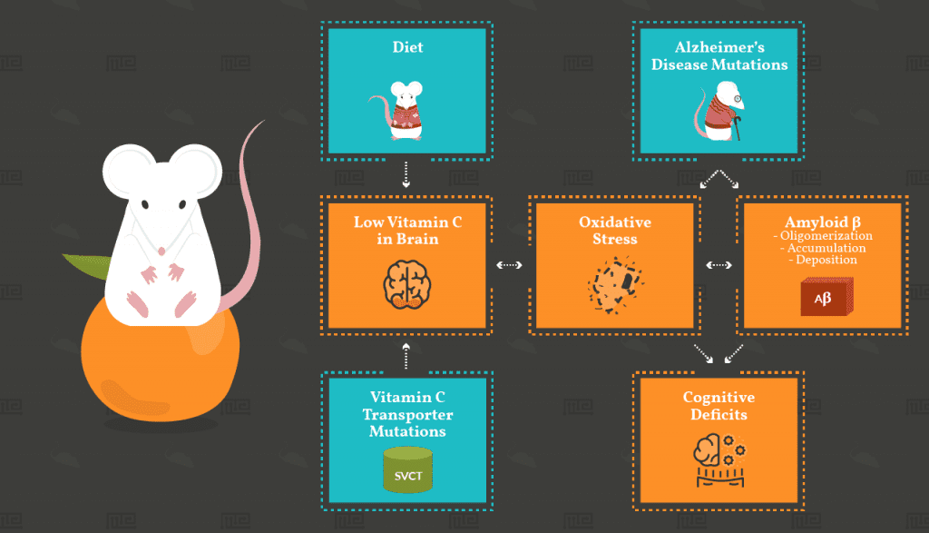 Vitamin C Decreases Depression and Affects Cognition - Maze Engineers