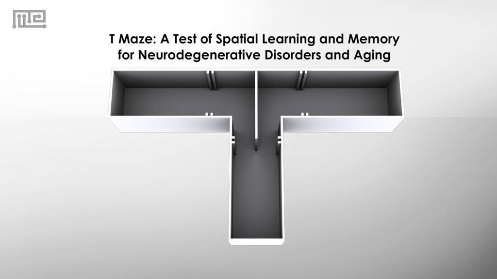 Maze Basics: Y Maze Test - Maze Engineers