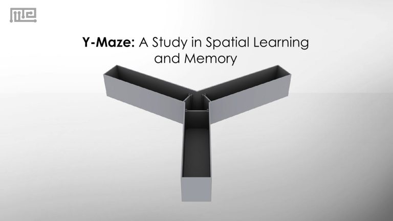 Maze Basics: Y Maze Test - Maze Engineers