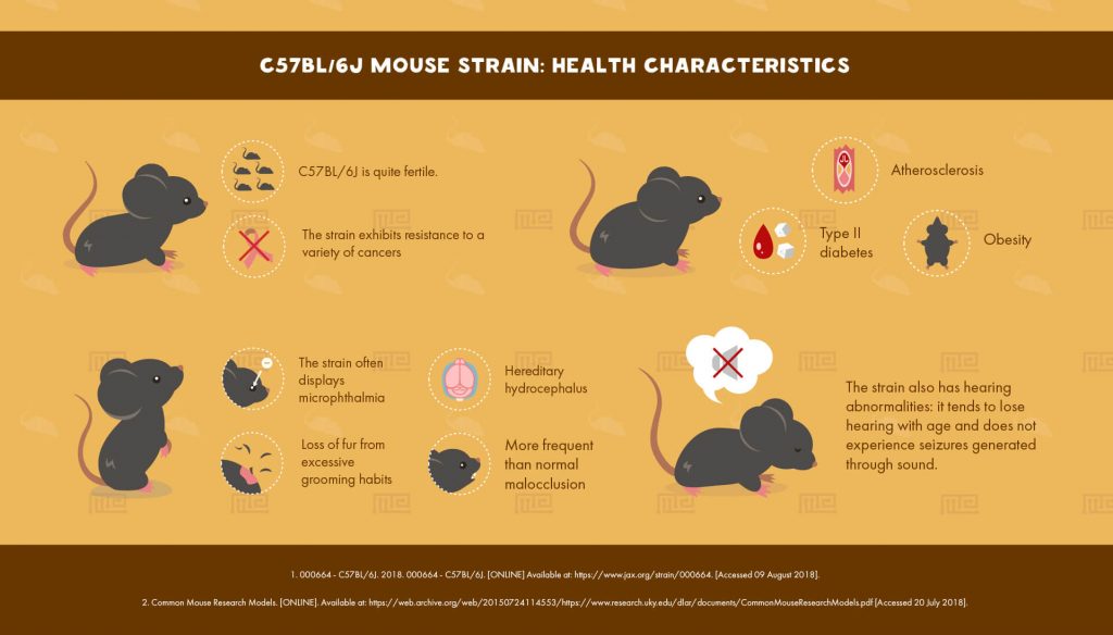 C57BL/6J Mouse Strain - Maze Engineers