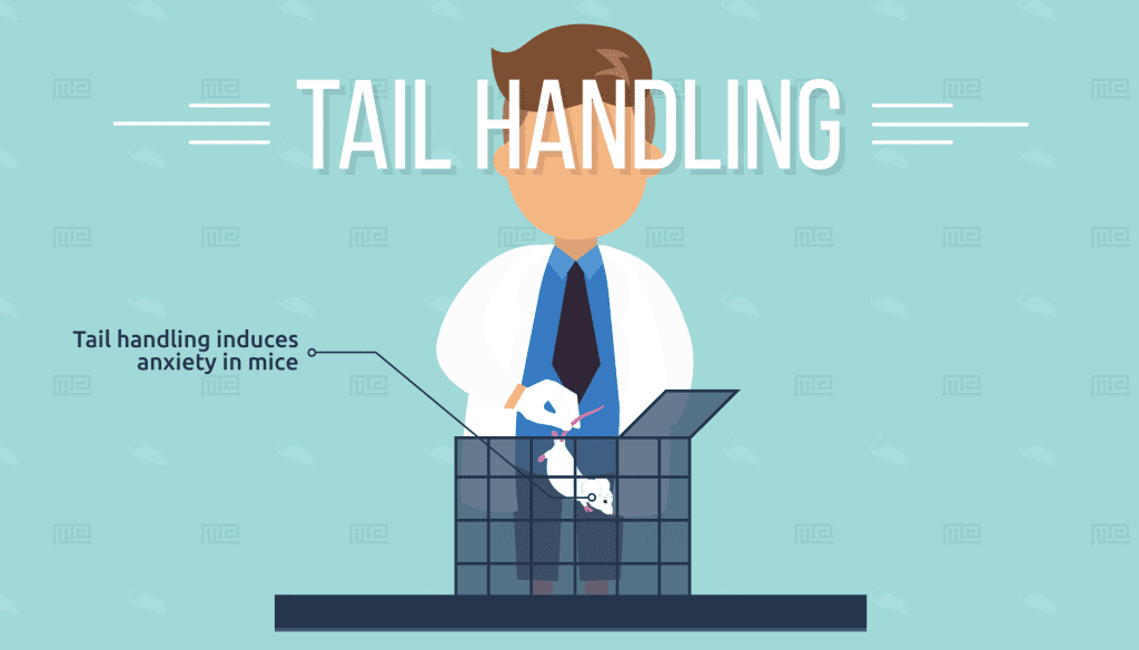 How to Minimise Anxiety in Mouse Handling - Maze Engineers