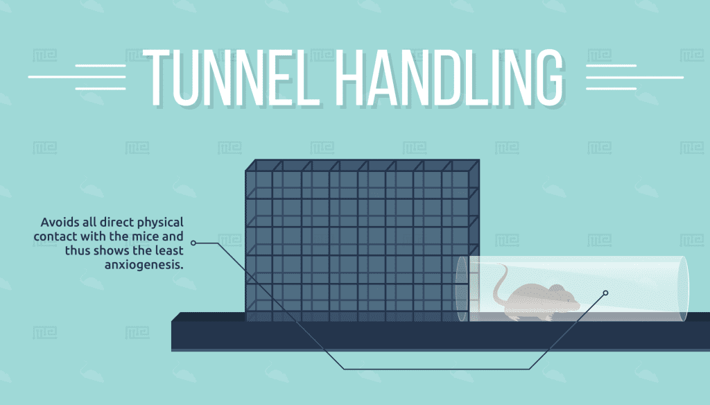 How to Minimise Anxiety in Mouse Handling - Maze Engineers