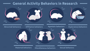 General Activity Behaviors - Maze Engineers