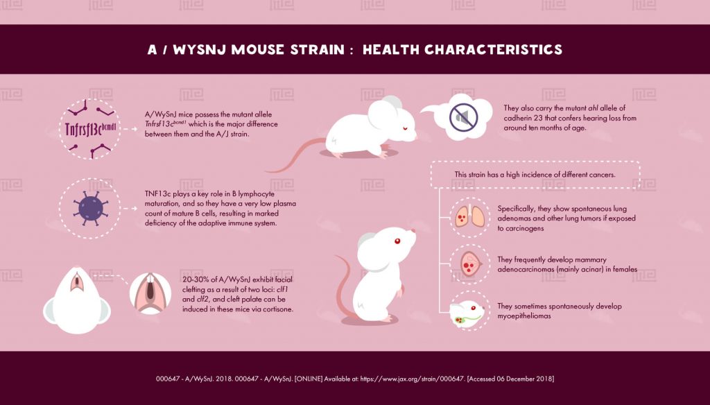 A/WySnJ Mouse Strain Characteristics - Maze Engineers