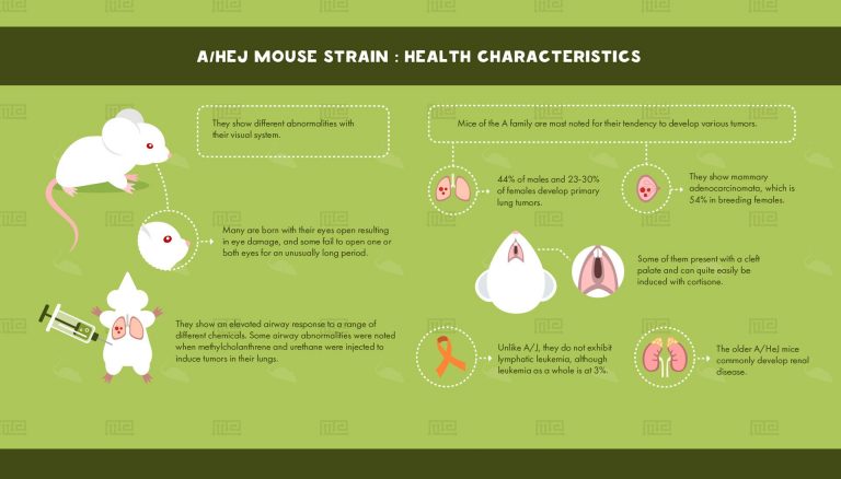 A/HeJ Mouse Strain Characteristics - Maze Engineers