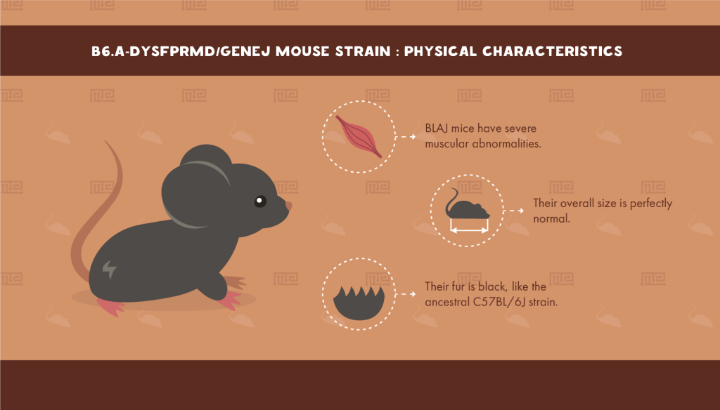 B6.A-Dysfprmd/GeneJ Mouse Strain - Maze Engineers