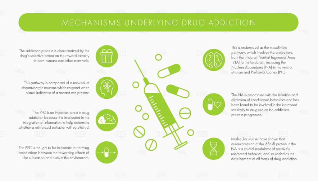 Rodent models of drug addiction - Maze Engineers