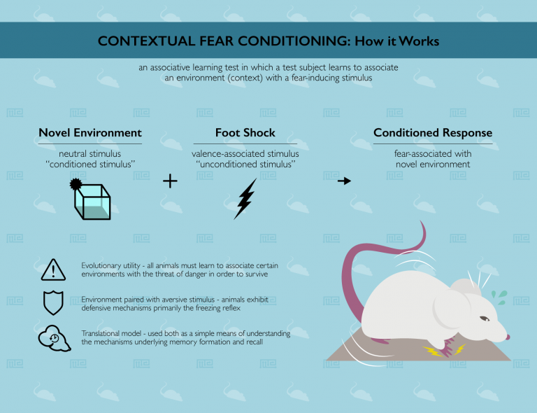 Contextual Fear Conditioning - Maze Engineers