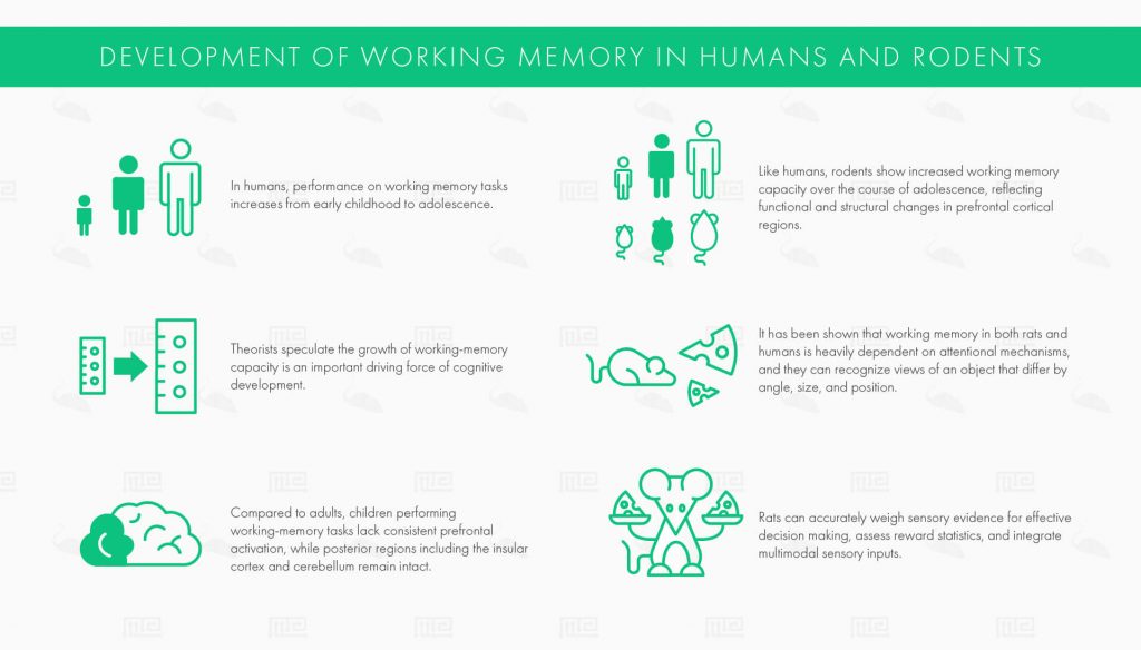 Working Memory - Maze Engineers