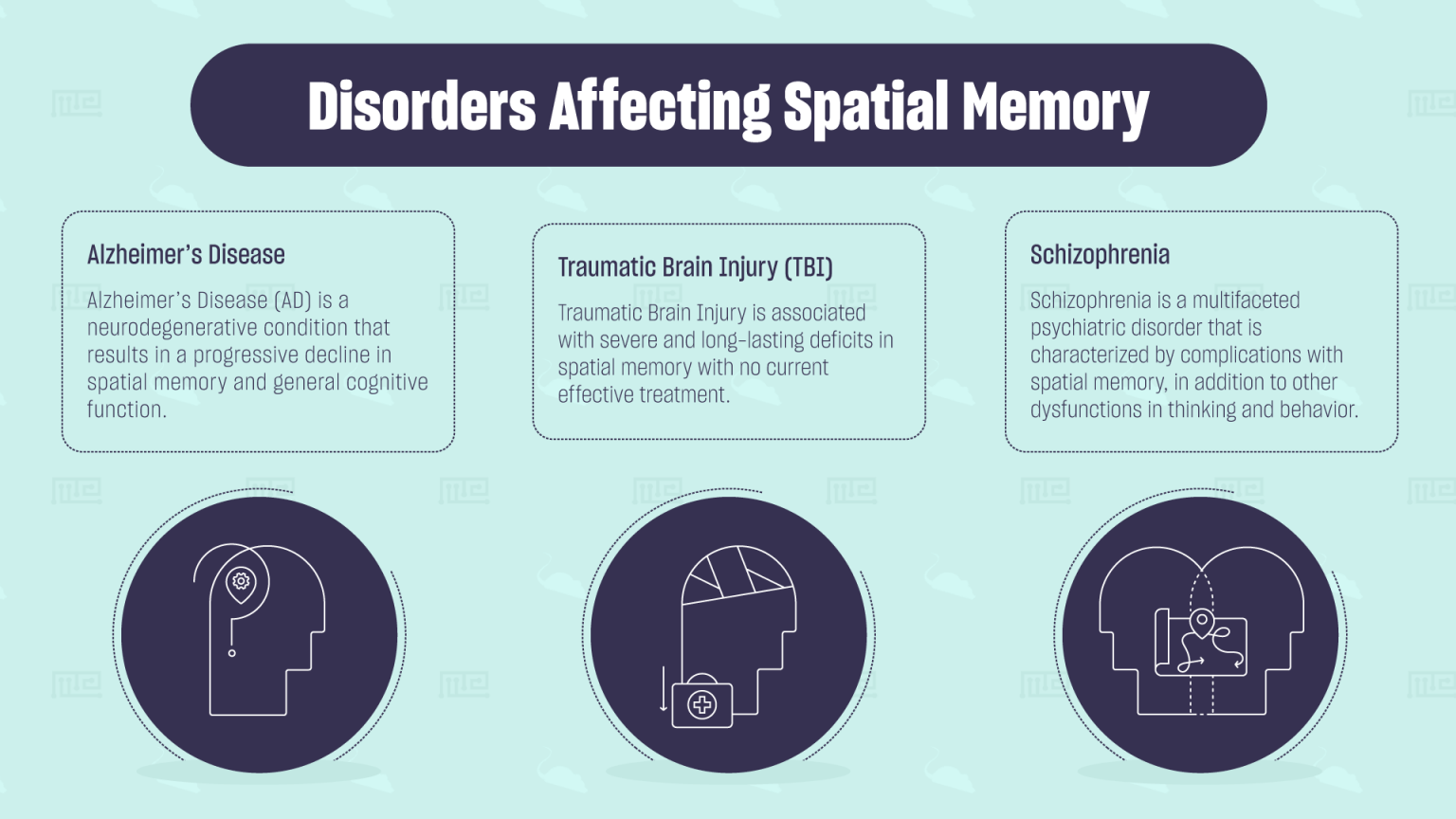 Spatial Memory in Rodents and Humans - Maze Engineers.