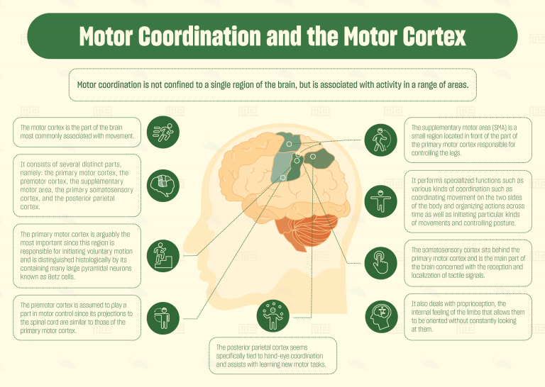 Motor Coordination & the Brain - Maze Engineers