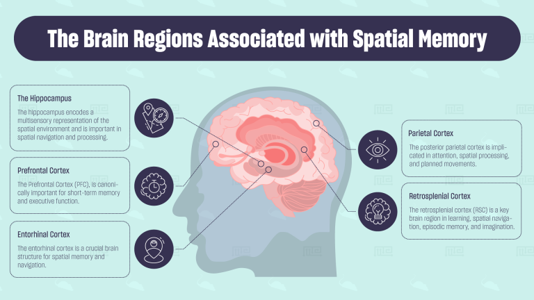 Spatial Memory in Rodents and Humans - Maze Engineers