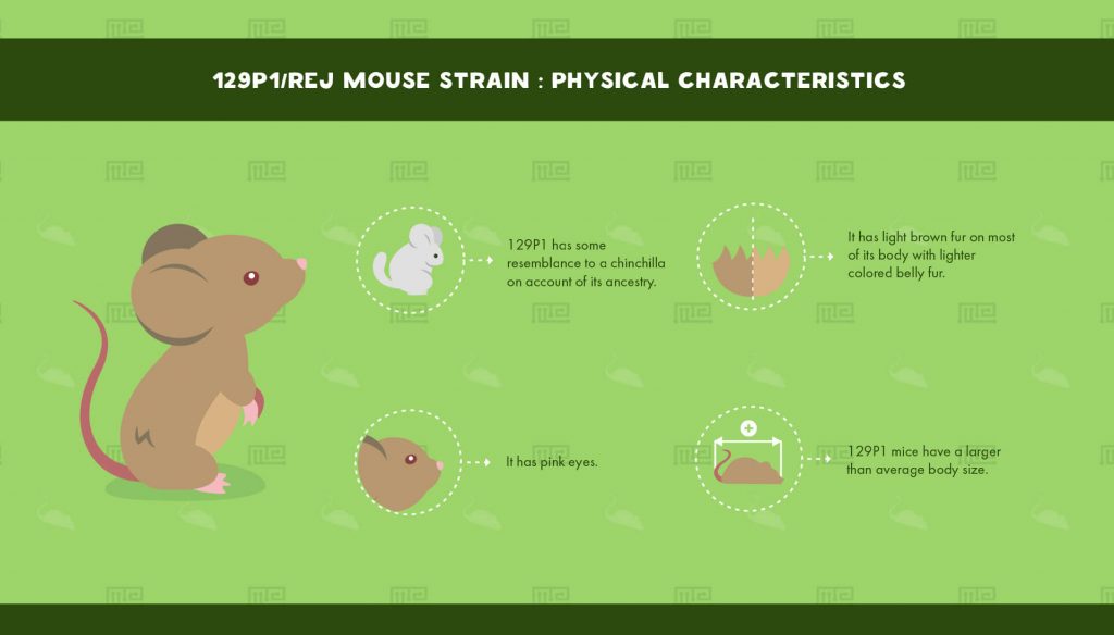 129P1/ReJ Mouse Strain - Maze Engineers