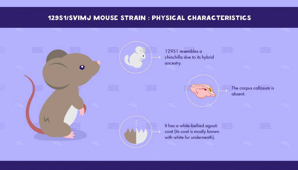 129S1/SvImJ Mouse Strain - Maze Engineers