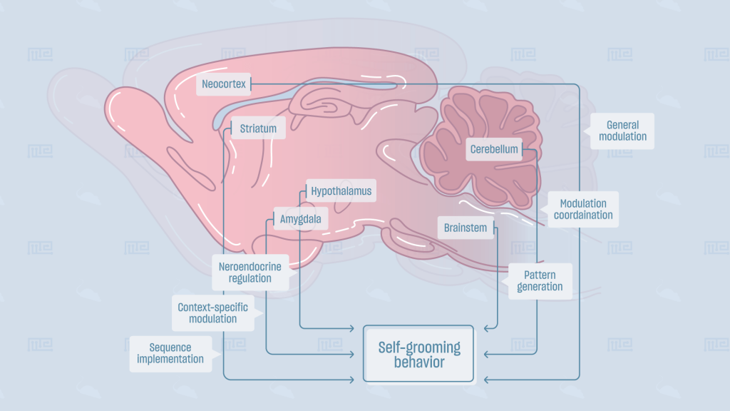 Mouse Ethogram: Self-Grooming Behavior - Maze Engineers