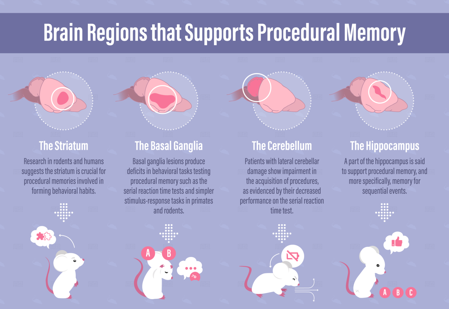 Procedural Memory in Rodents and Humans - Maze Engineers