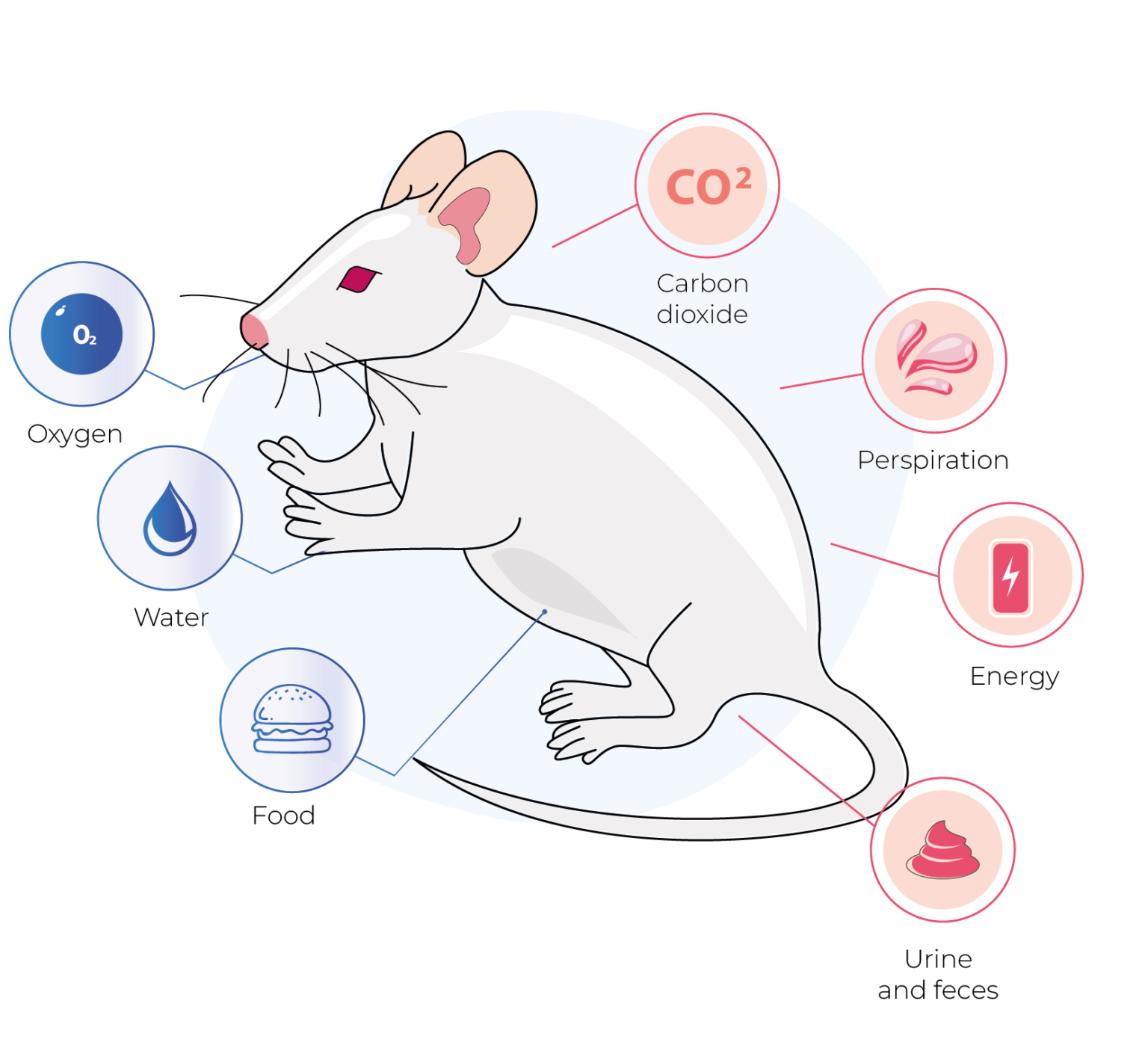 Rodent Metabolism and Measurable Metabolic Parameters - Maze Engineers